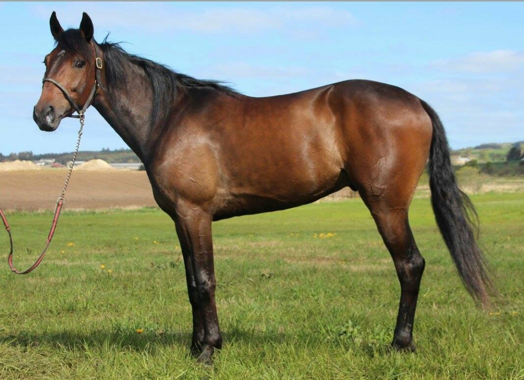 Min hest – Team Buller'n