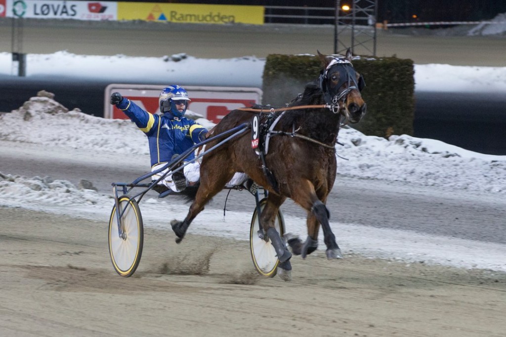 Løpshester – 4 år og eldre – Team Buller'n